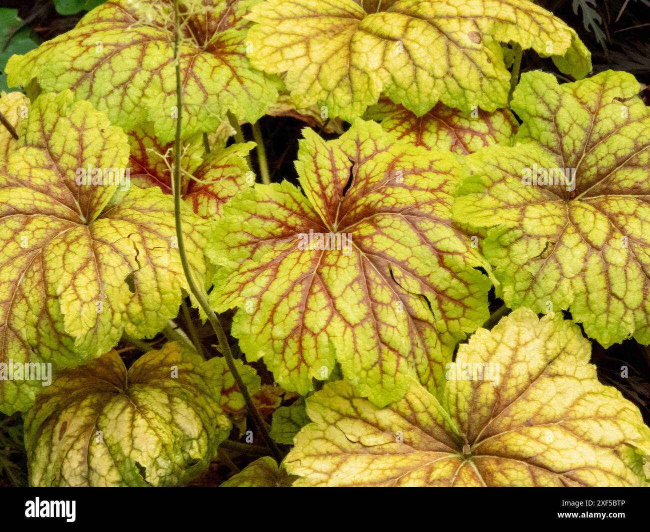 Heuchera hybrid with yellow leaves and red veins. Heuchera garden ...