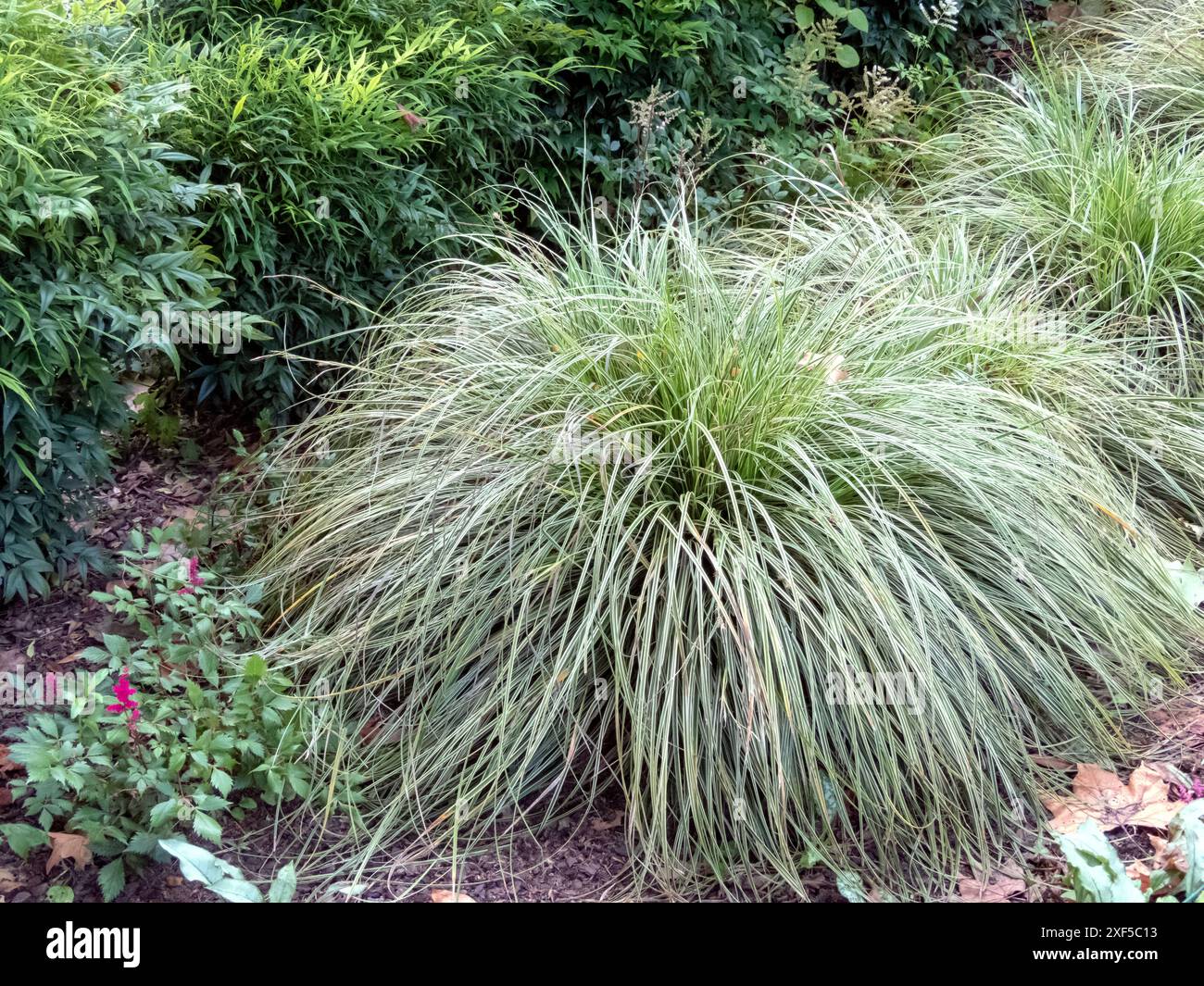 Variegated ornamental grass hi-res stock photography and images - Alamy