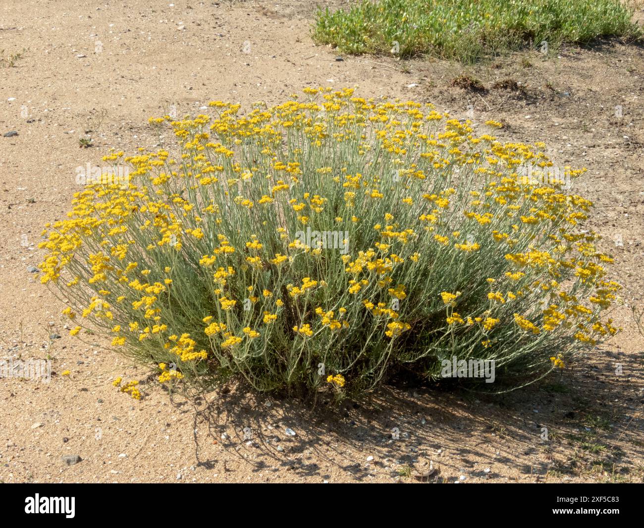 Everlasting flower helichrysum stoechas hi-res stock photography and ...