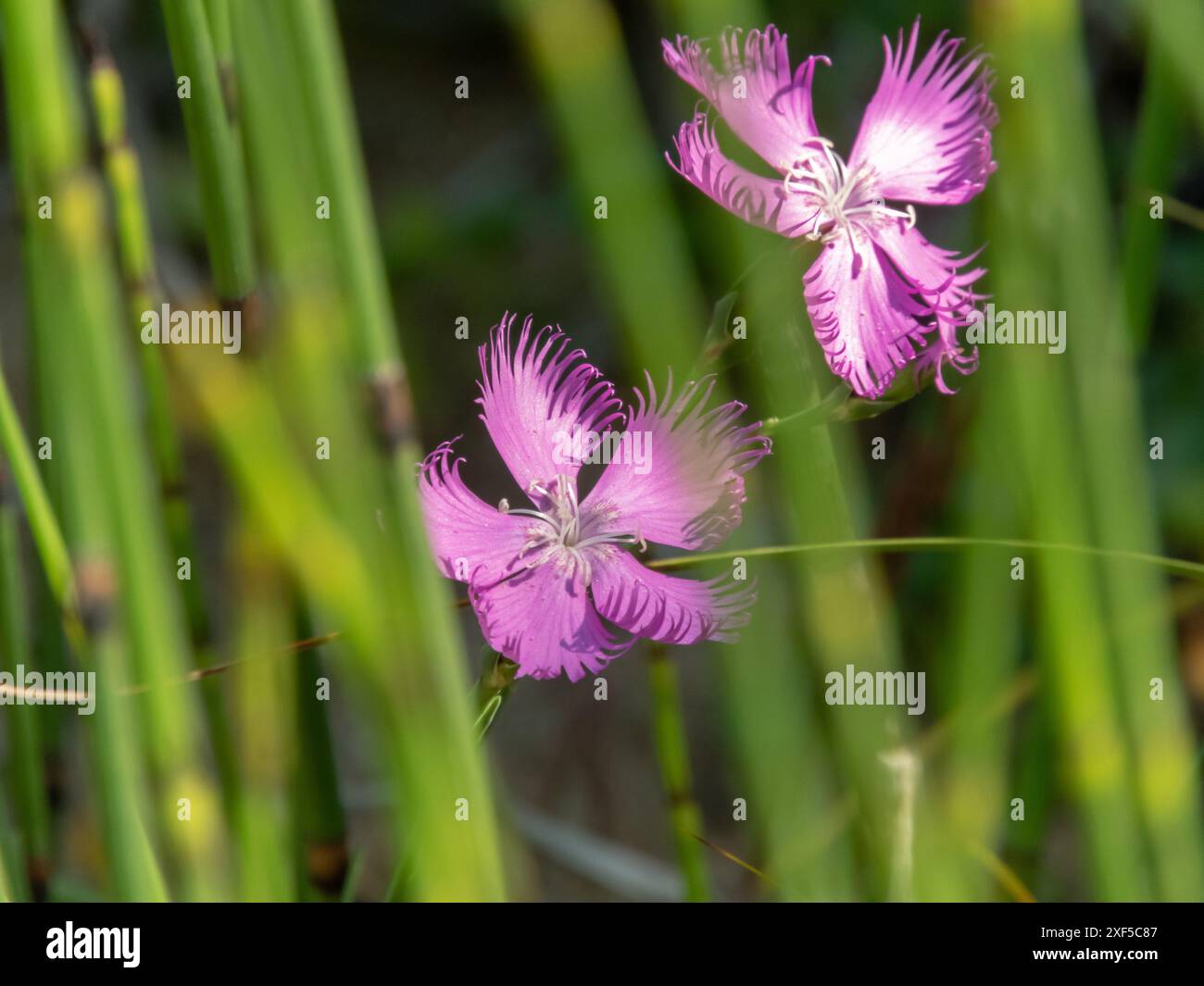 Dianthus hyssopifolius pink flowers with fringed petals. Fringed pink ...