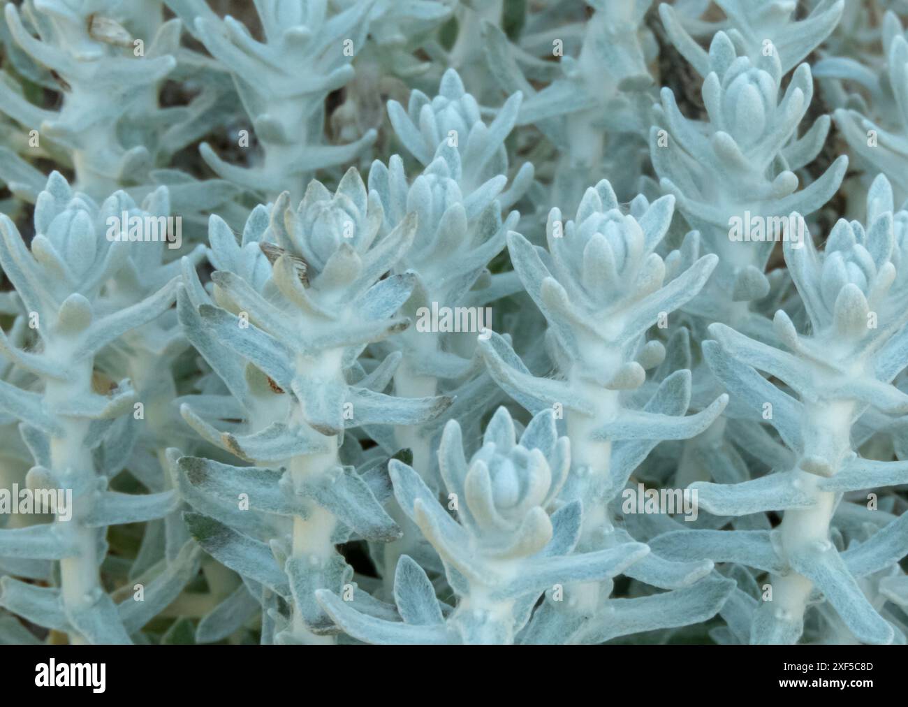 Otanthus maritimus stems and leaves covered with white down. Cotton ...