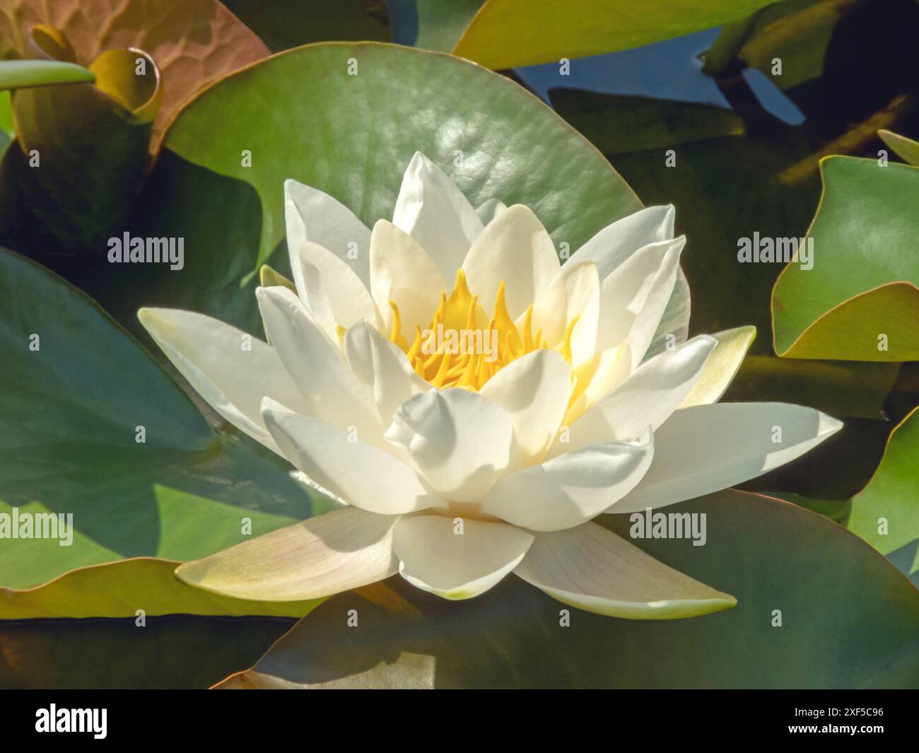 Nymphaea white flower with yellow stamens and leaves in the garden pond ...