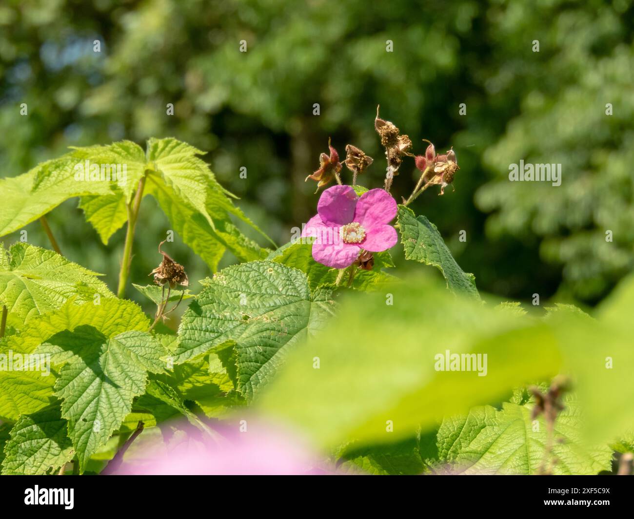 Purple flowered raspberry hi-res stock photography and images - Alamy