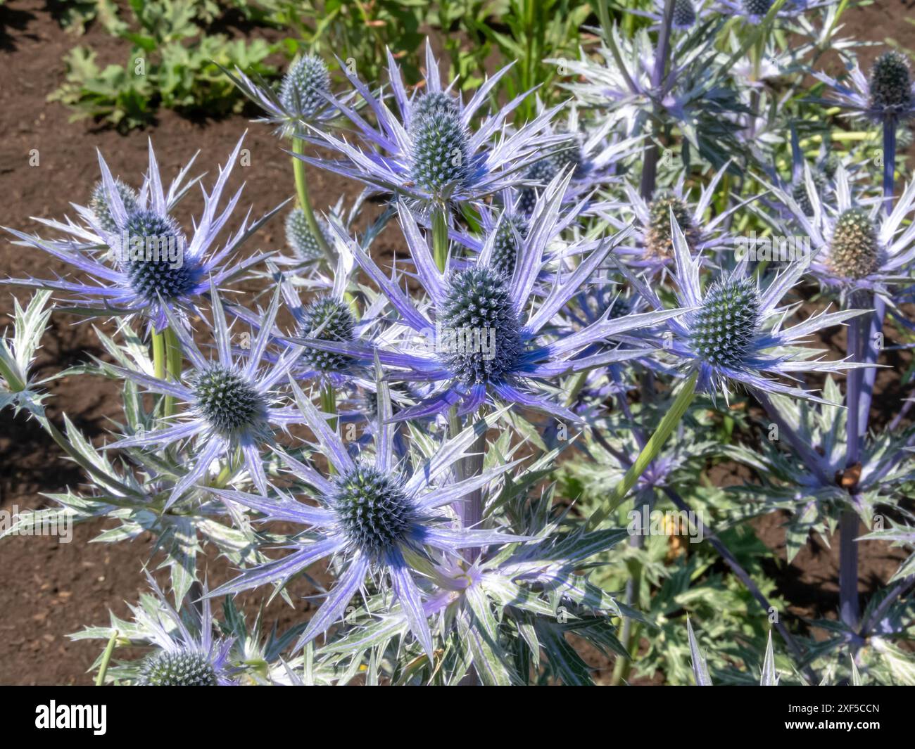 Blue spiky flowers hi-res stock photography and images - Alamy