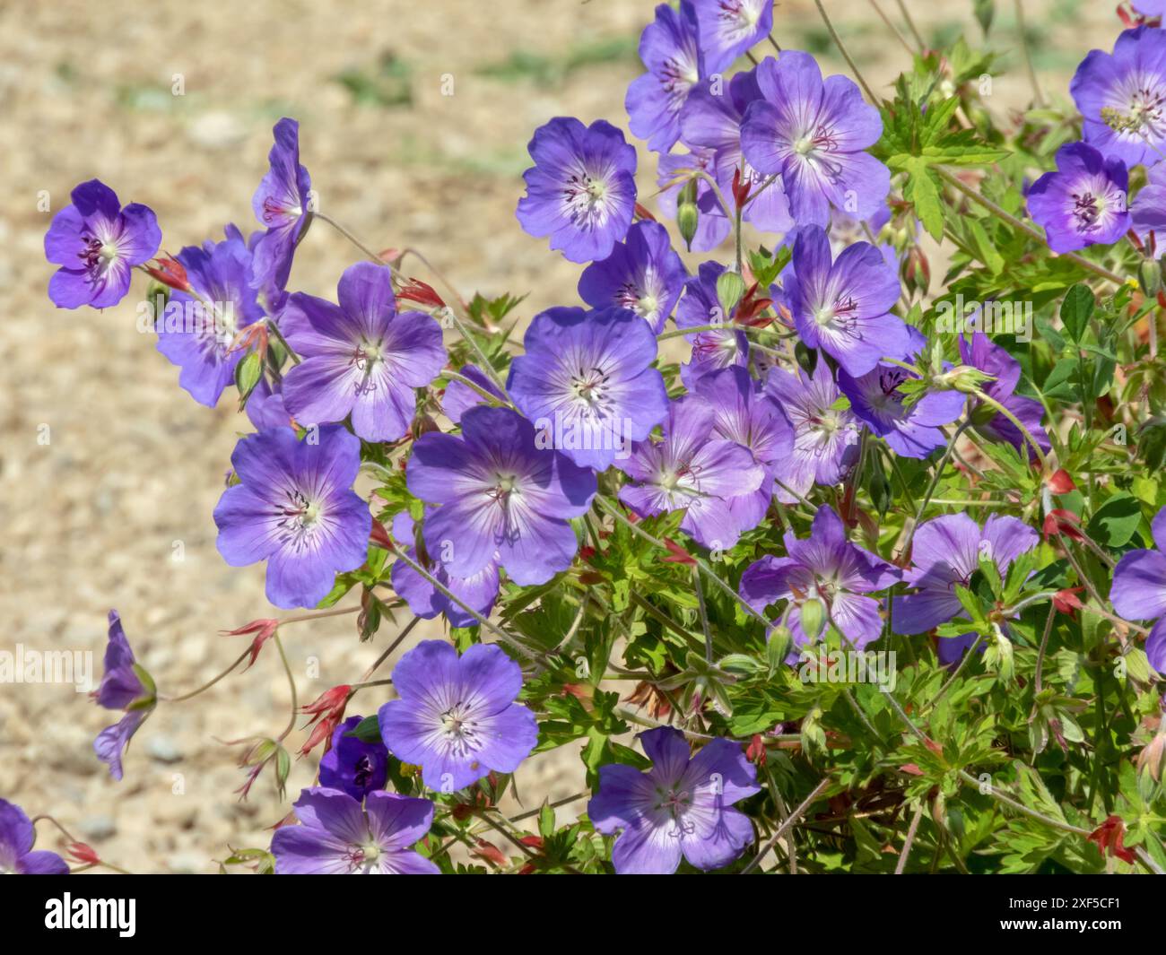 Violet-blue geranium hybrid flowers with white center and purple-violet ...