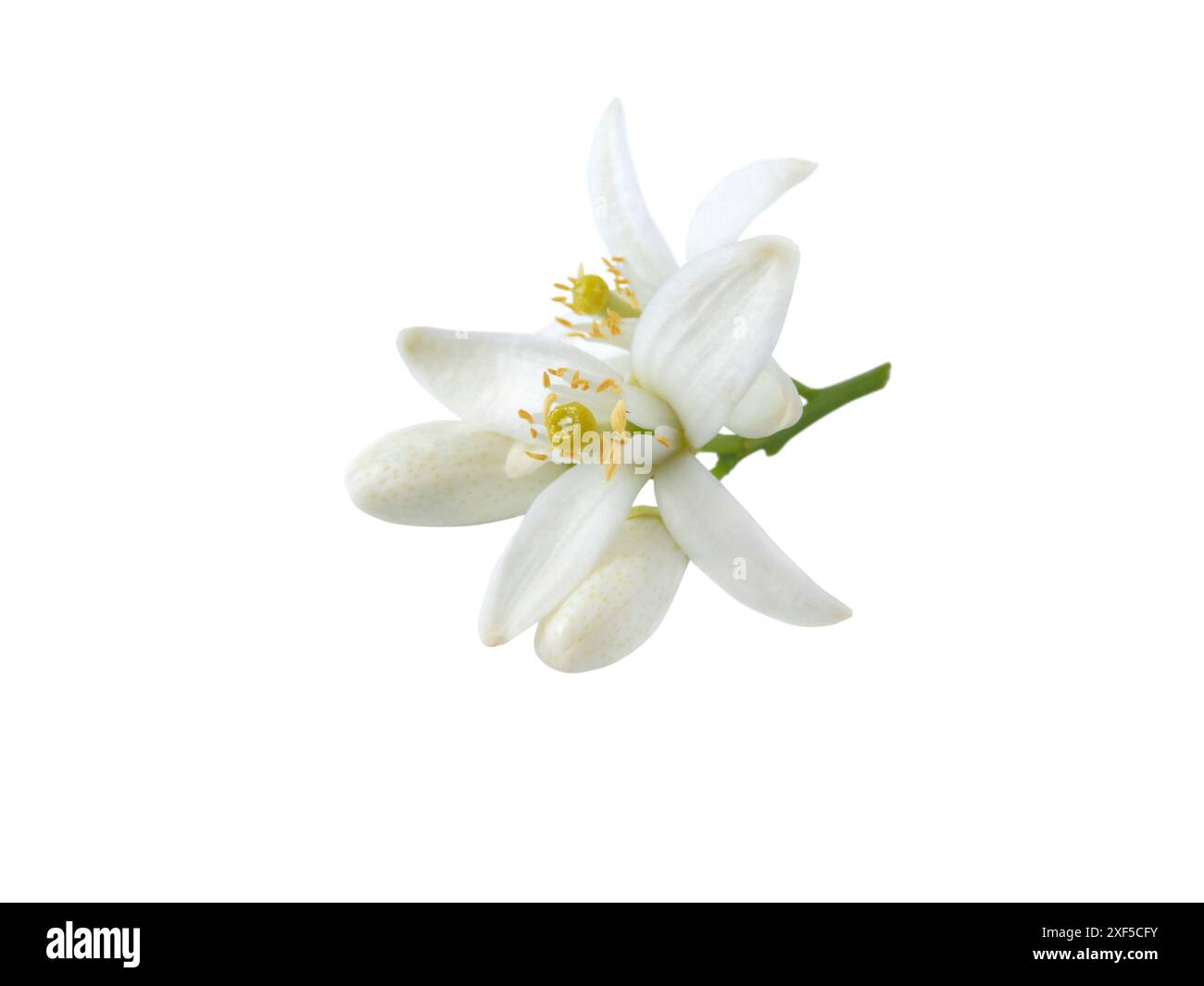 Neroli blossom flowers and buds isolated on white. White bitter orange ...