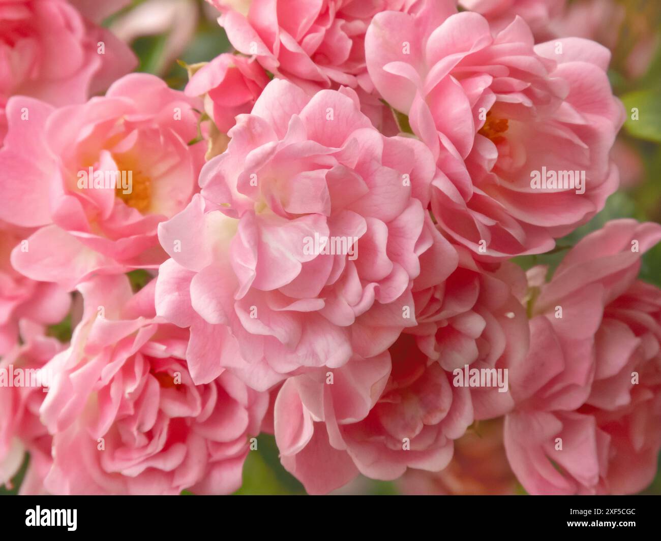 Beautiful pale pink tender rose flowers aesthetic background. Shrub ...