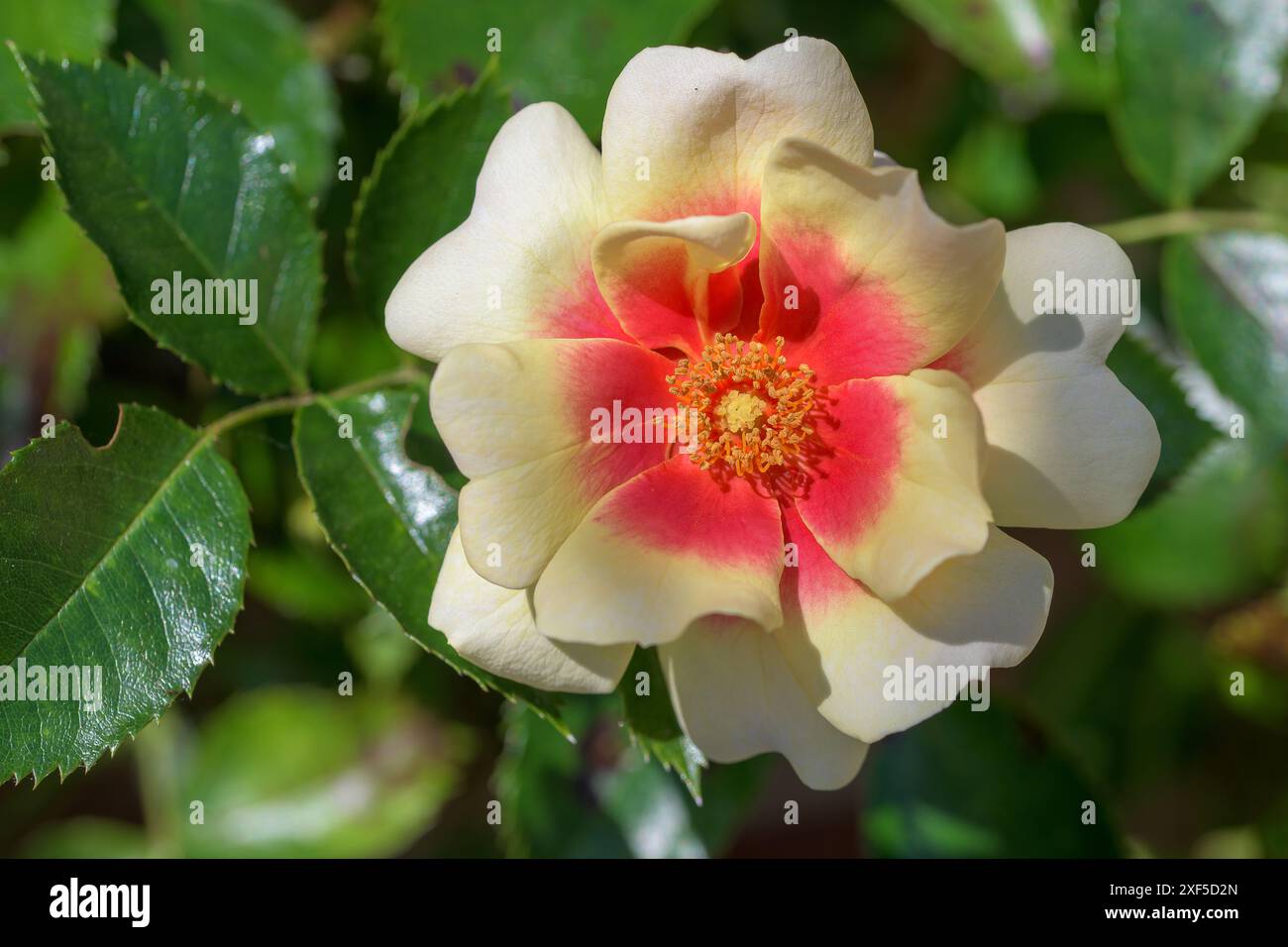 A single flowering Rose, Rosa, Rosa Persica, single cream flowers with ...