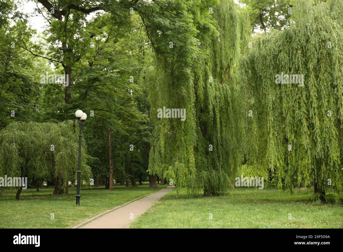 Pathway grass trees growing hi-res stock photography and images - Alamy