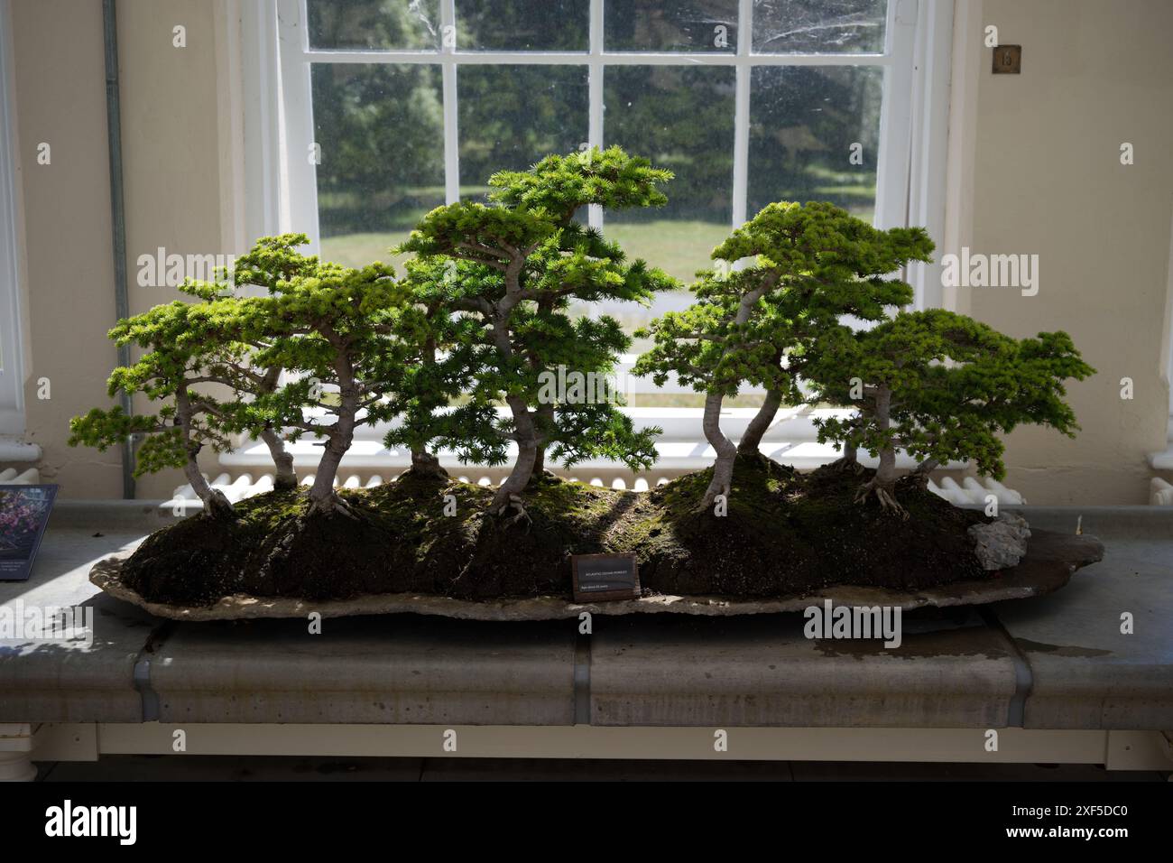 Bonsai Atlantic Cedar forest at Kew Gardens in London Stock Photo - Alamy