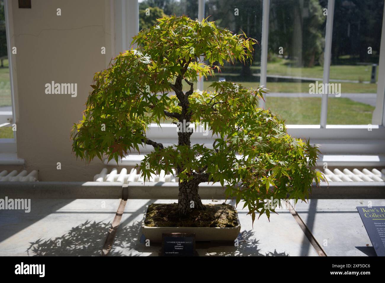 Bonsai japanese maple acer palmatum hi-res stock photography and images ...