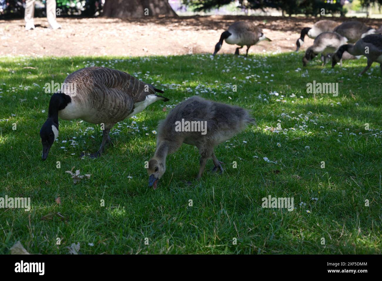 Canadian Goose and baby feeding in Kew Gardens in London Stock Photo ...