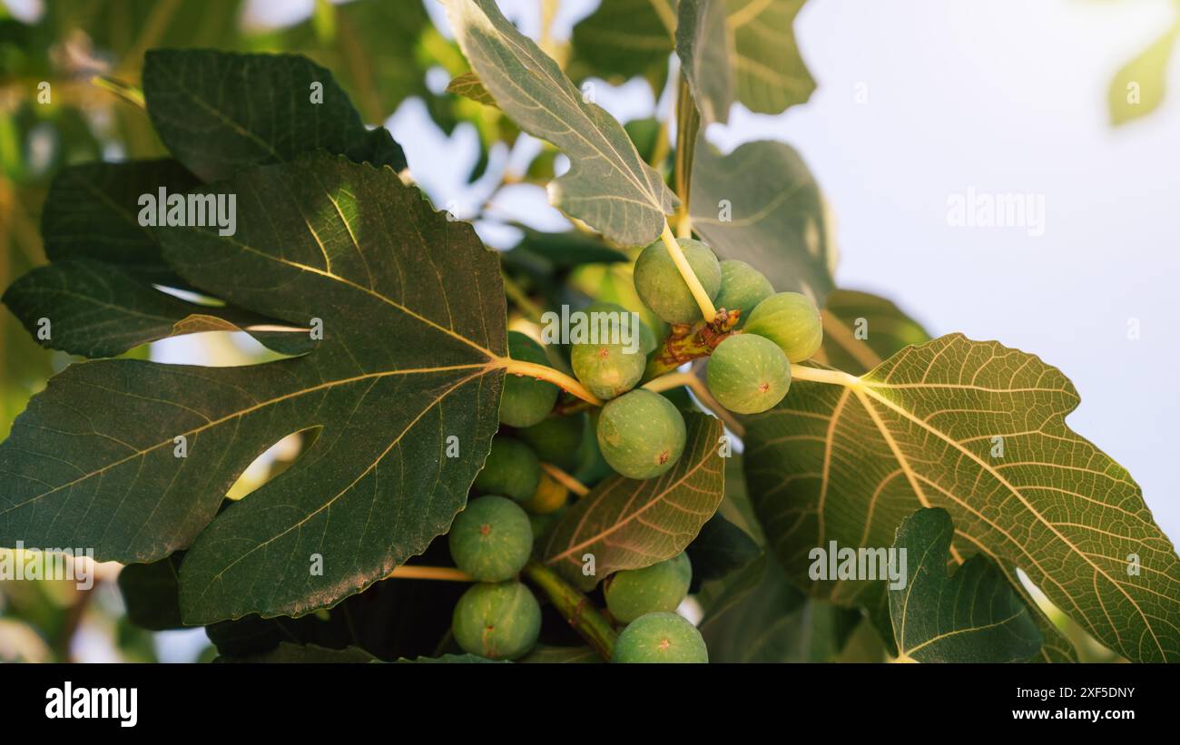 Growing Fig fruits on branches of a fig tree, beauty summer day Stock ...
