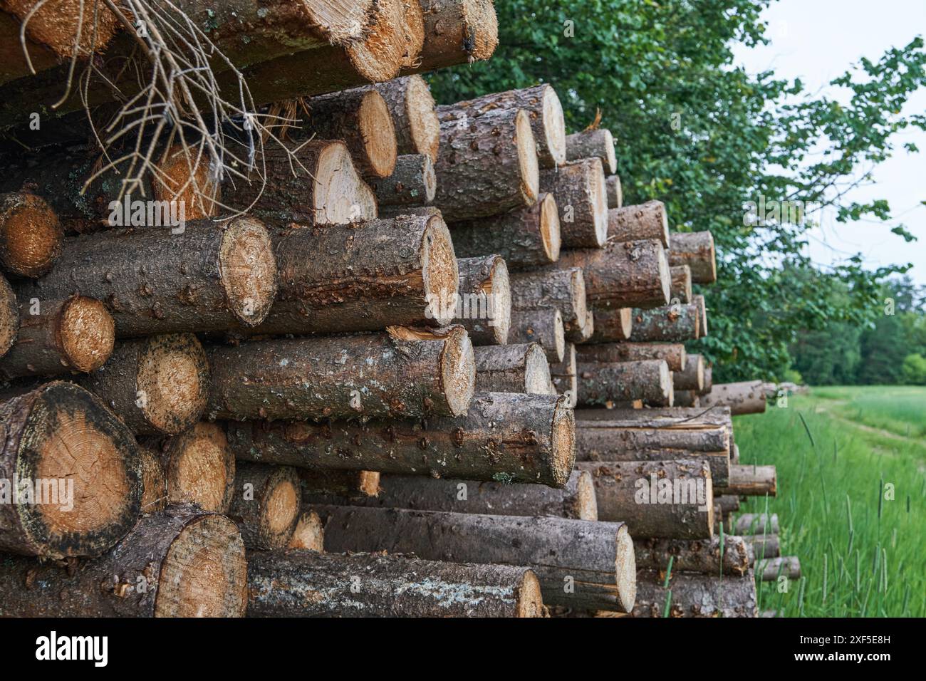 Wood logs background. Natural wooden background. Rows of piled of logs ...