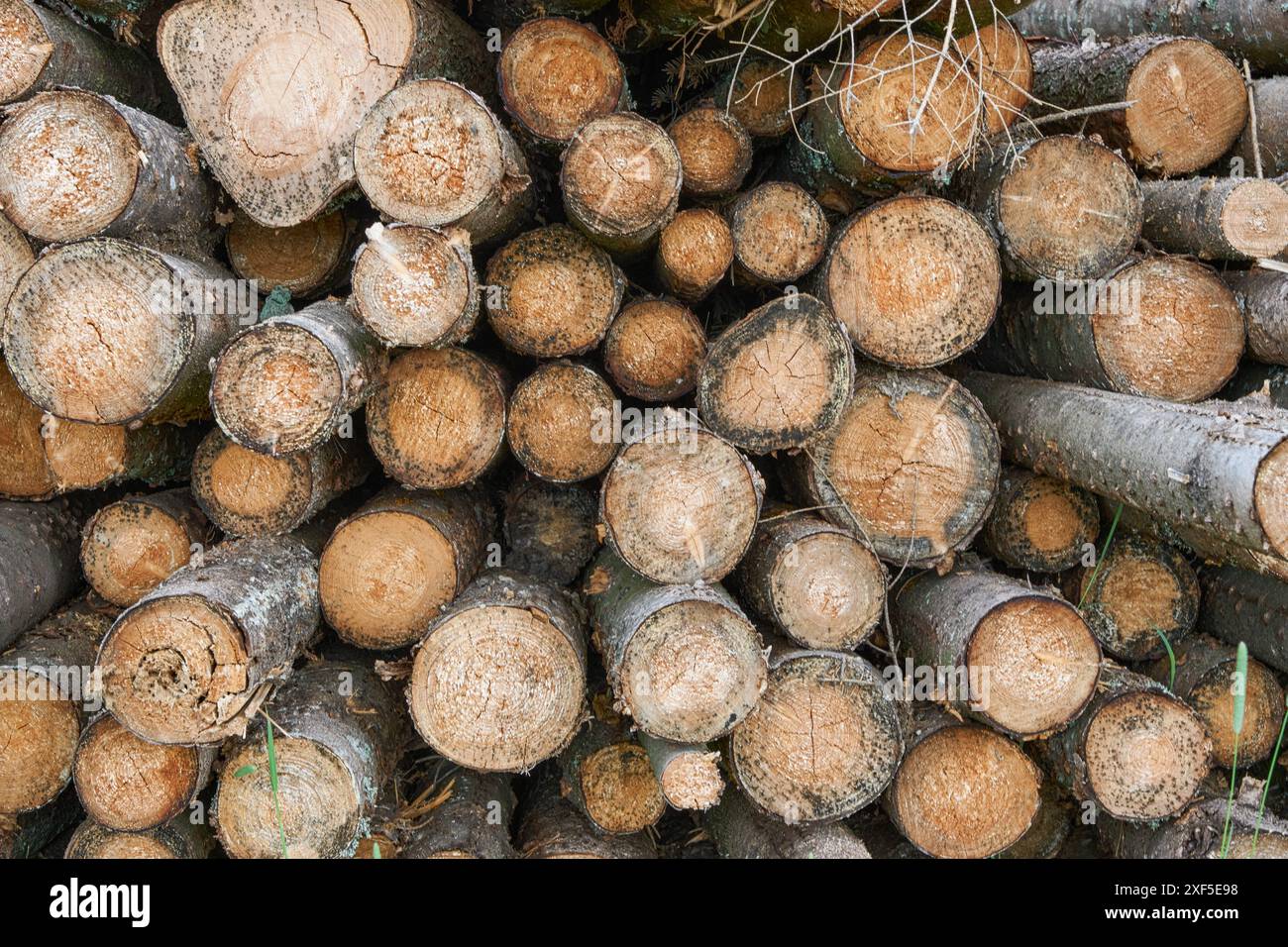Wood logs background. Natural wooden background. Rows of piled of logs ...