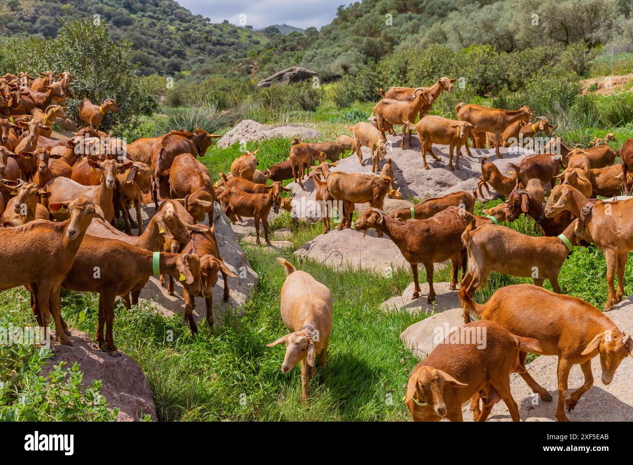 Granada, Spain: April 19, 2024: Goats in a farm in Andalucia, Granada ...