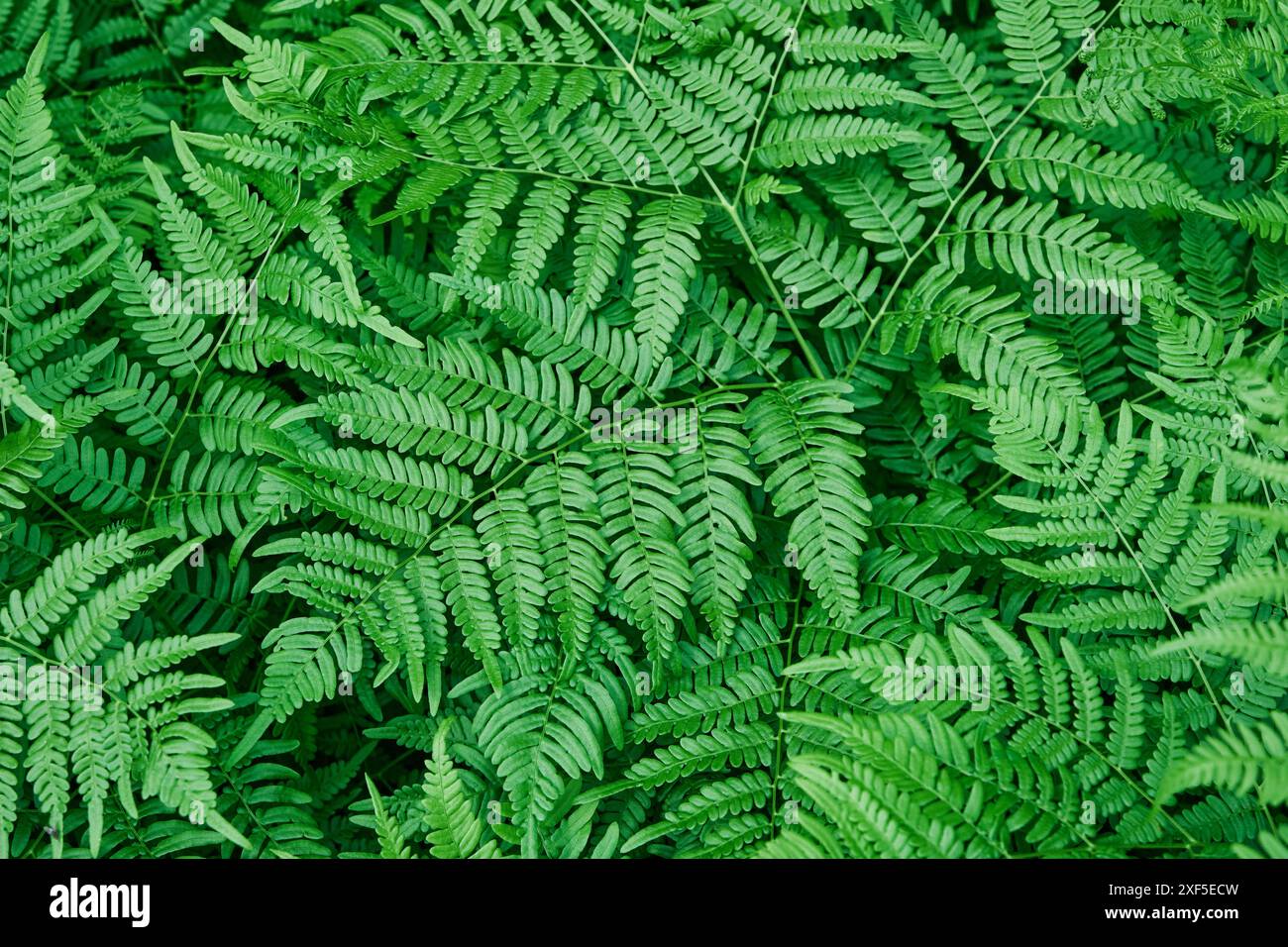 Fern leaf. Closeup nature view of fern leaf background. Flat lay, dark nature concept, tropical ...
