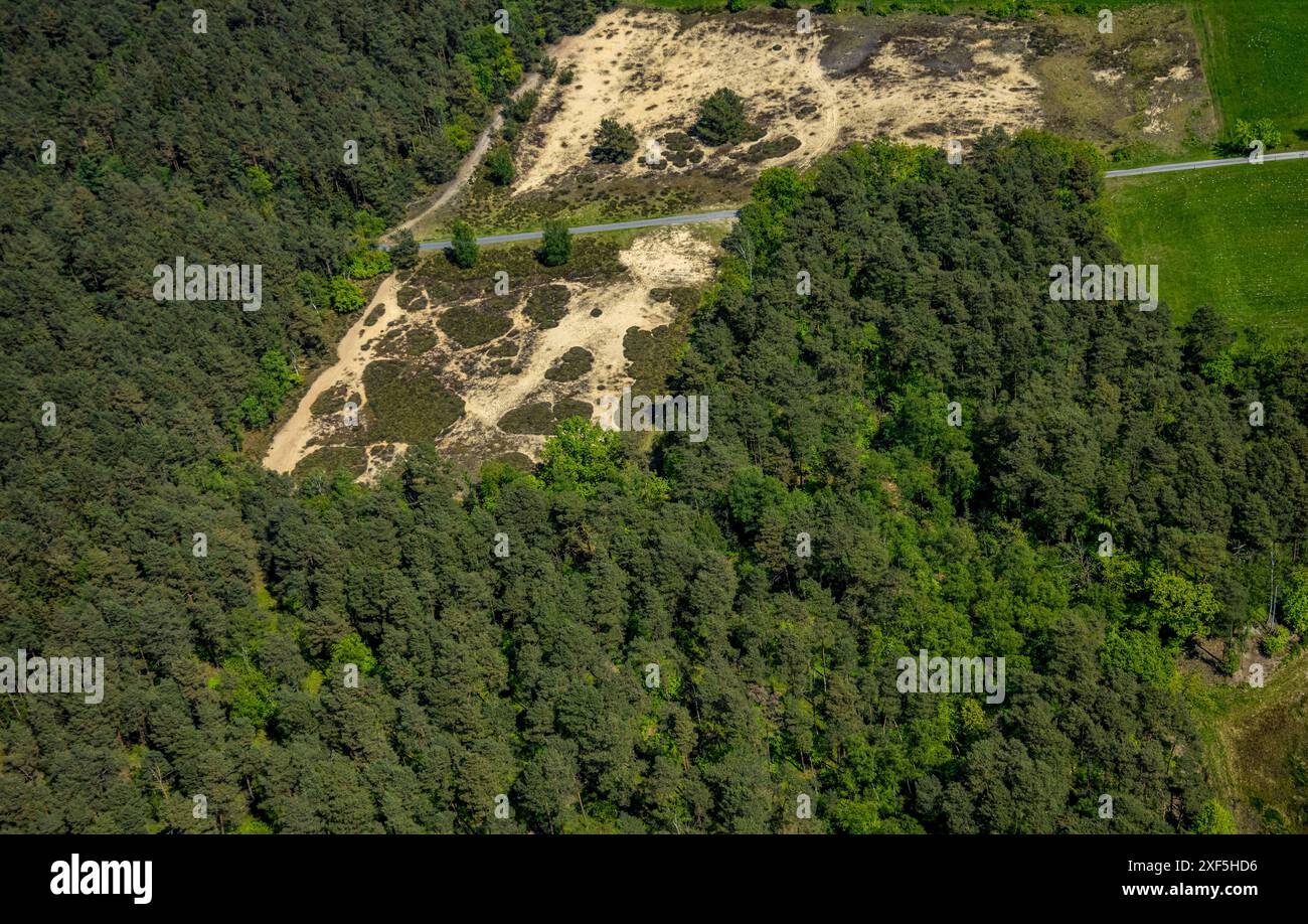Heathland forest area on the emser kirchweg hi-res stock photography ...