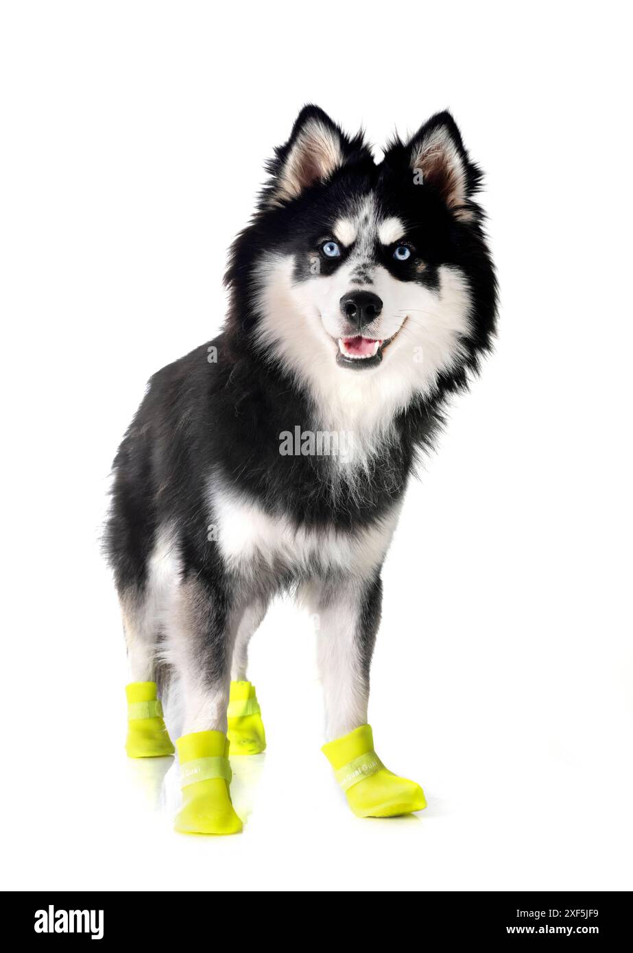 picture of a pomsky in front of white background Stock Photo - Alamy