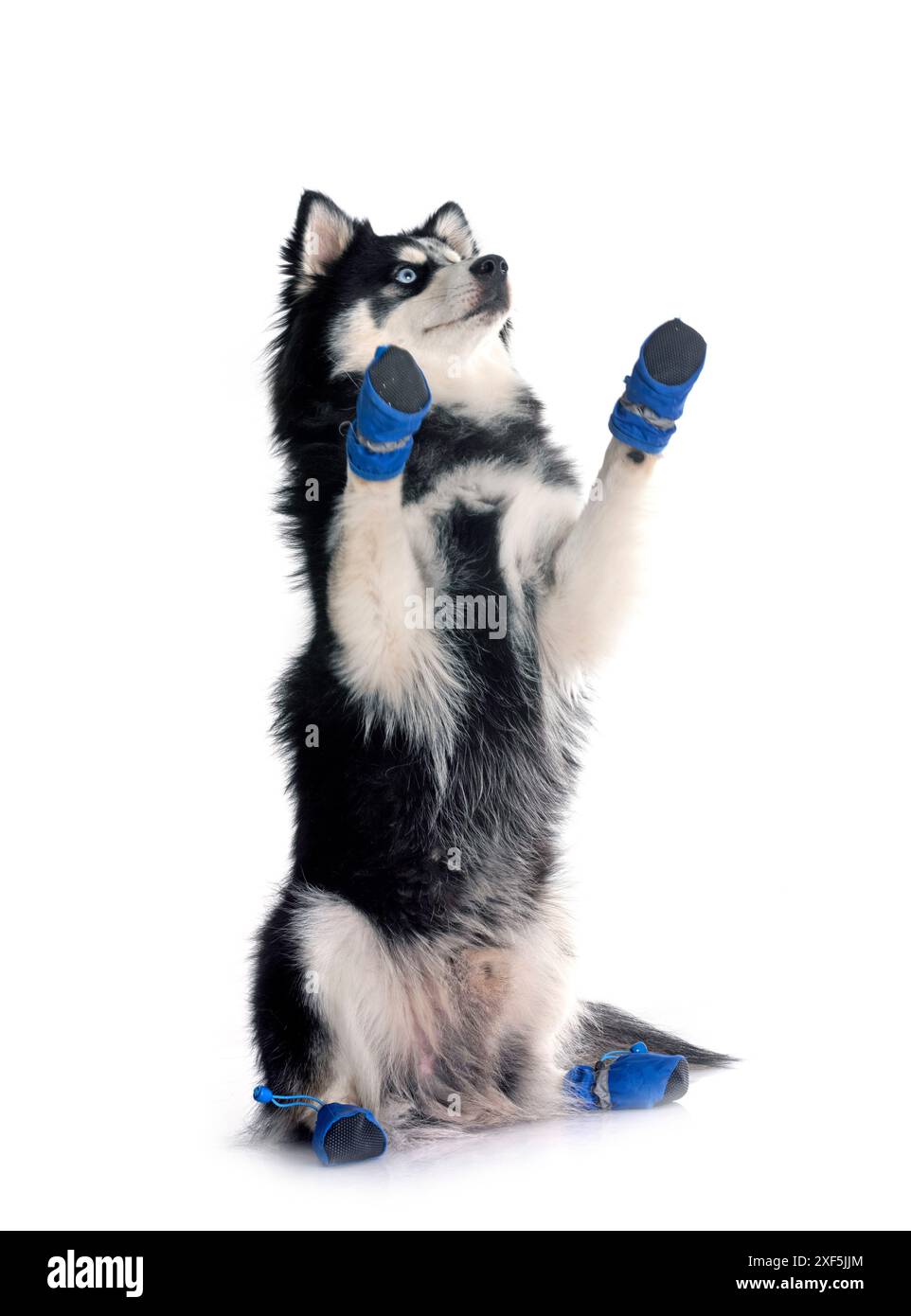 Pomsky puppy Cut Out Stock Images & Pictures - Alamy