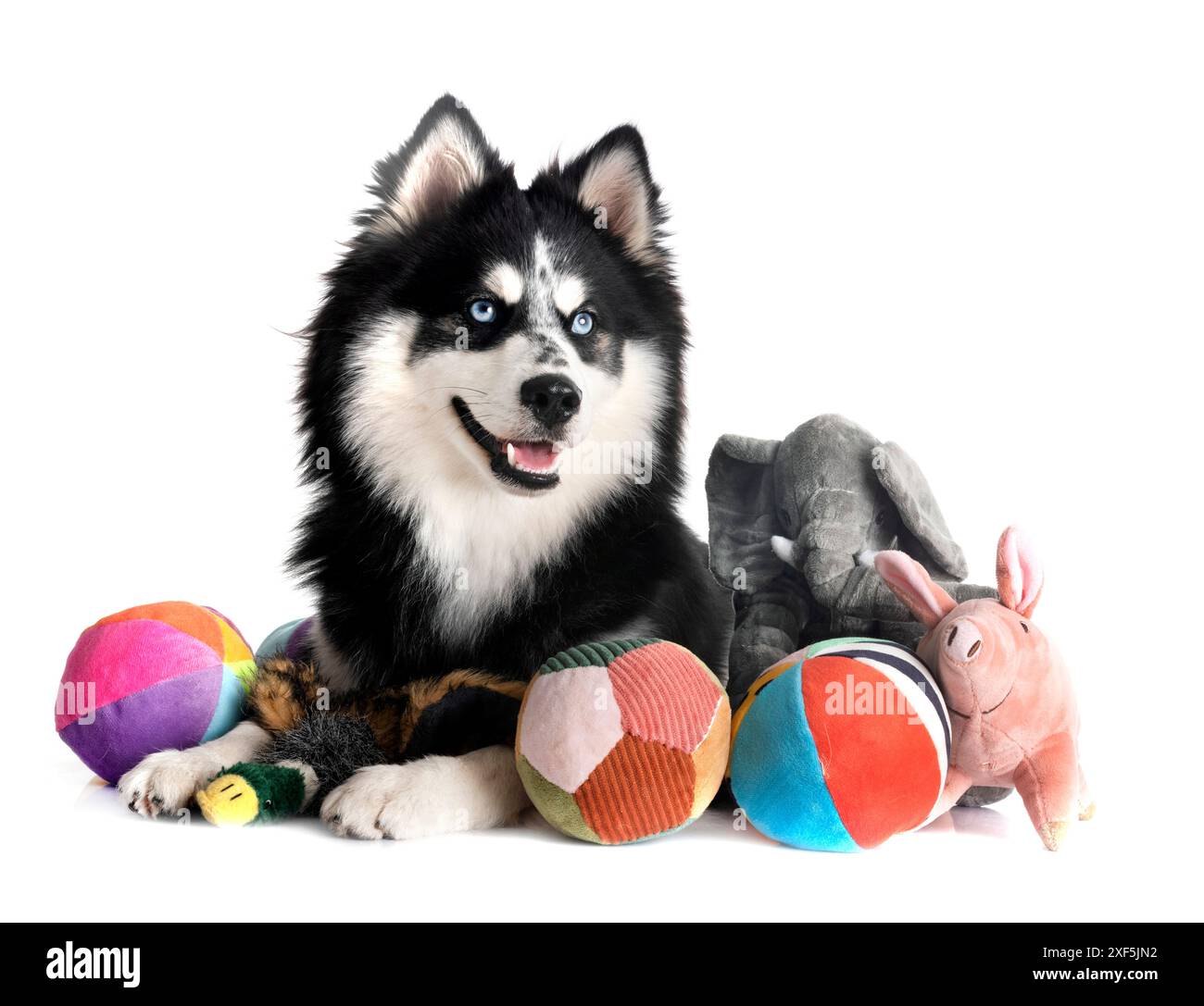 Pomsky puppy Cut Out Stock Images & Pictures - Alamy