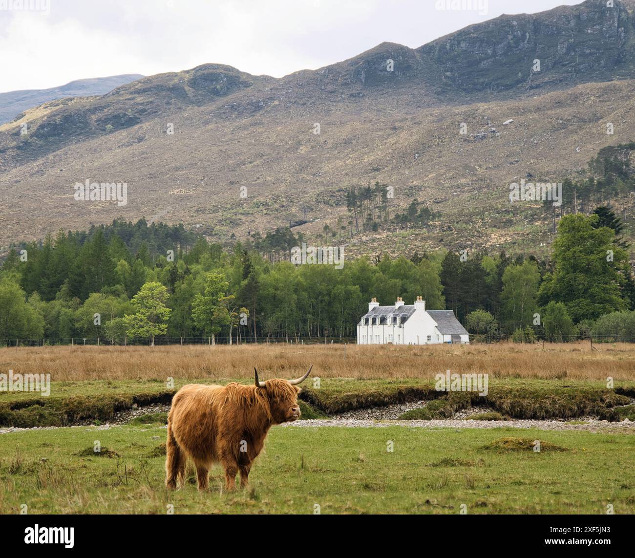 A typical Scottish Highlands scene in the Beinn Eighe reserve with a ...