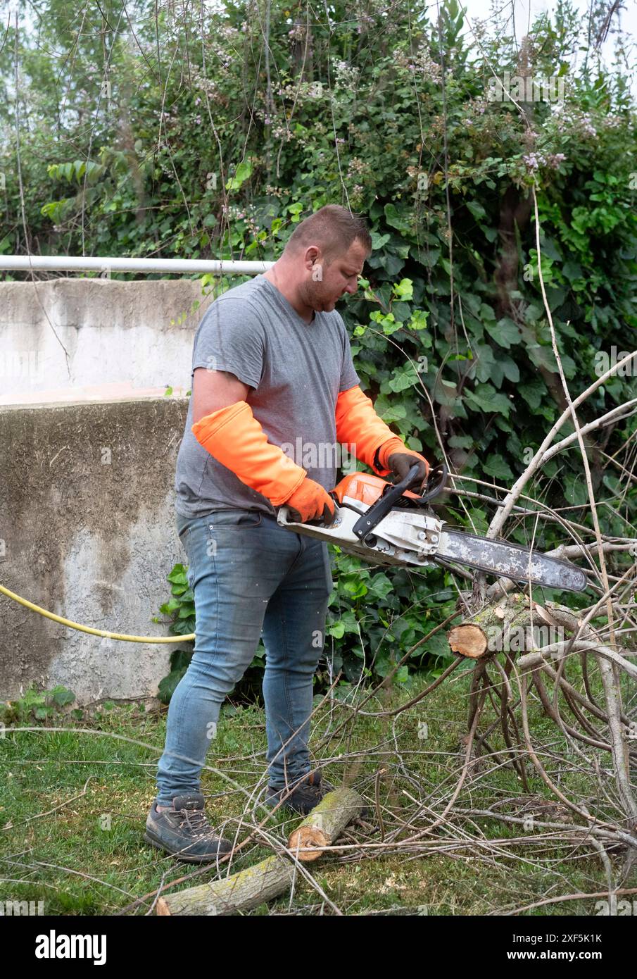lumberjack on a ladder for cutting a tree Stock Photo - Alamy