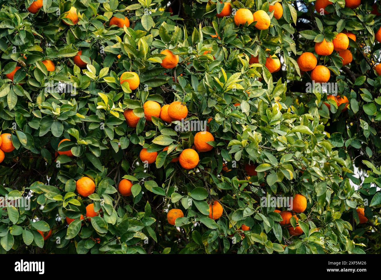Orange tree with ripe seville oranges, close up Stock Photo - Alamy