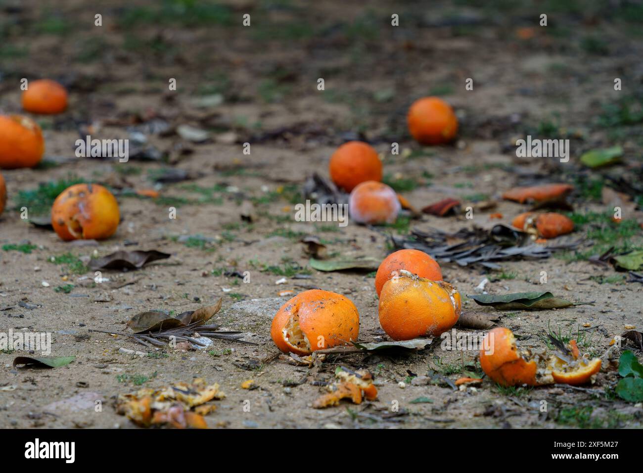 Inedible oranges hi-res stock photography and images - Alamy