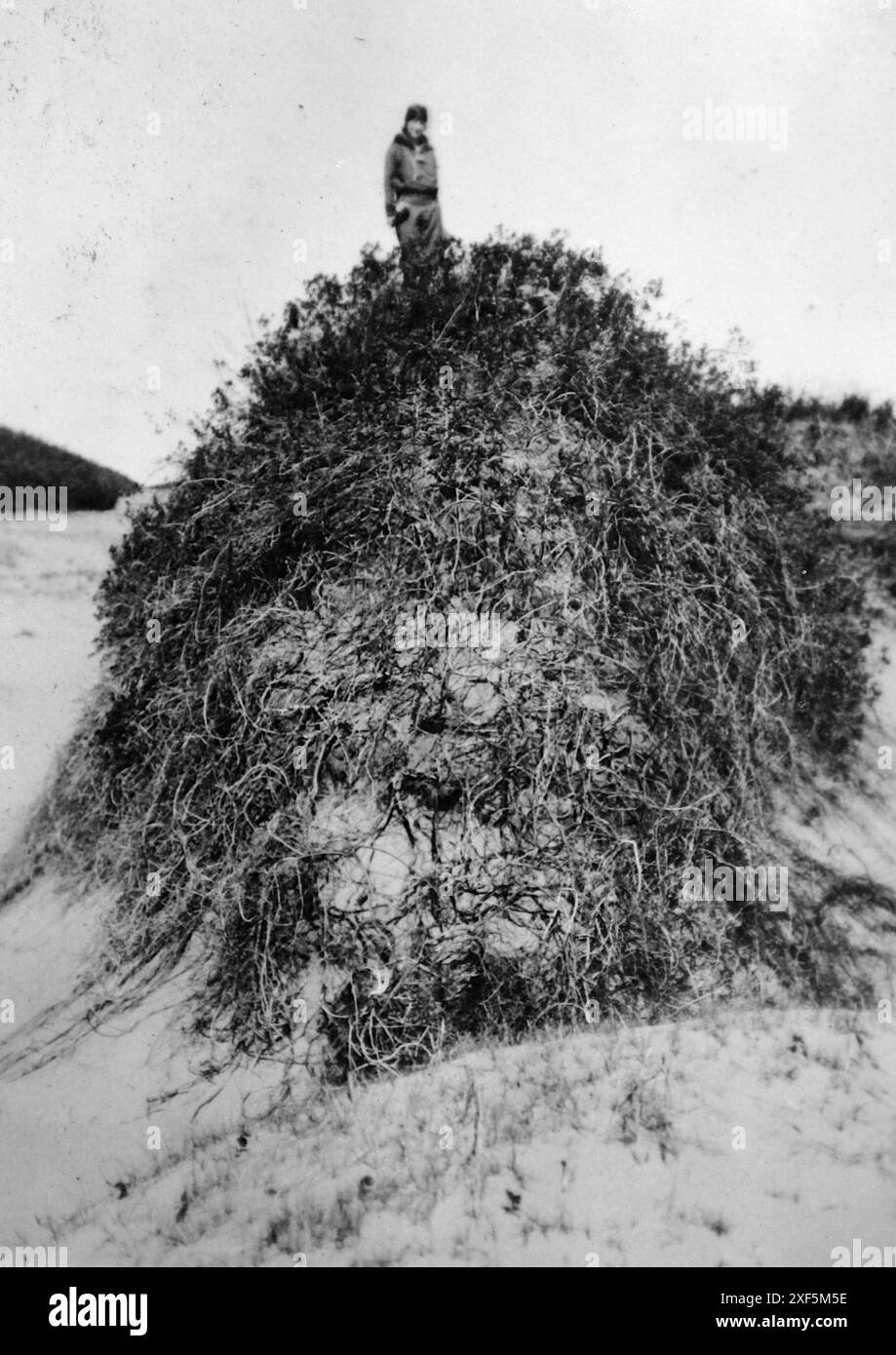 A person standing on top of a dune covered in grass and foliage ...