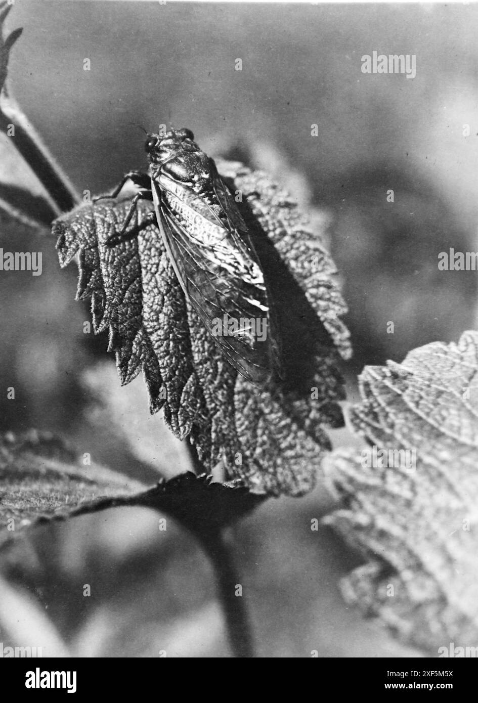 Close up of a bug on a leaf, Chicago, USA, c1921. From a photograph ...
