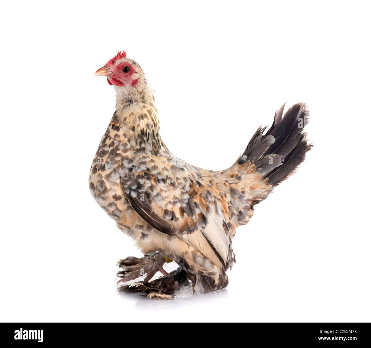 Booted Bantam, chicken in front of white background Stock Photo - Alamy