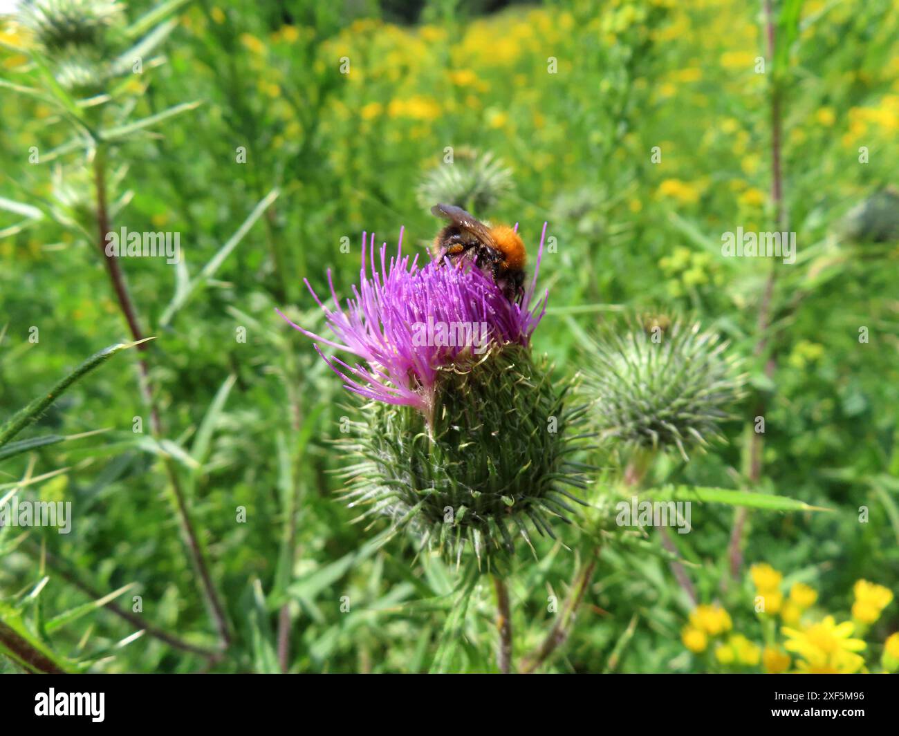 ...da kann es jemand kaum erwarten...die Erdbiene nascht mit Hingabe ...