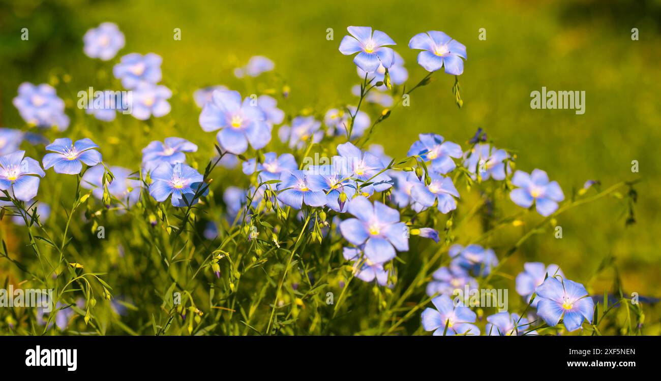 Linseed seed botanical illustration hi-res stock photography and images ...