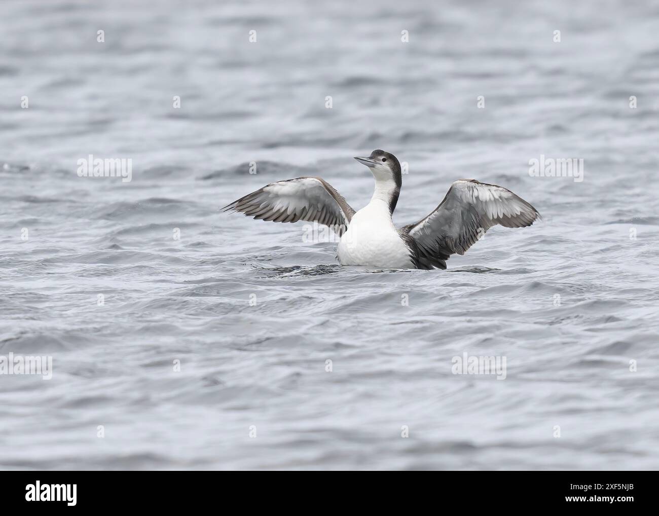 Diver Great Northern (Gavia immer), stretching its wings, Haroldswick ...