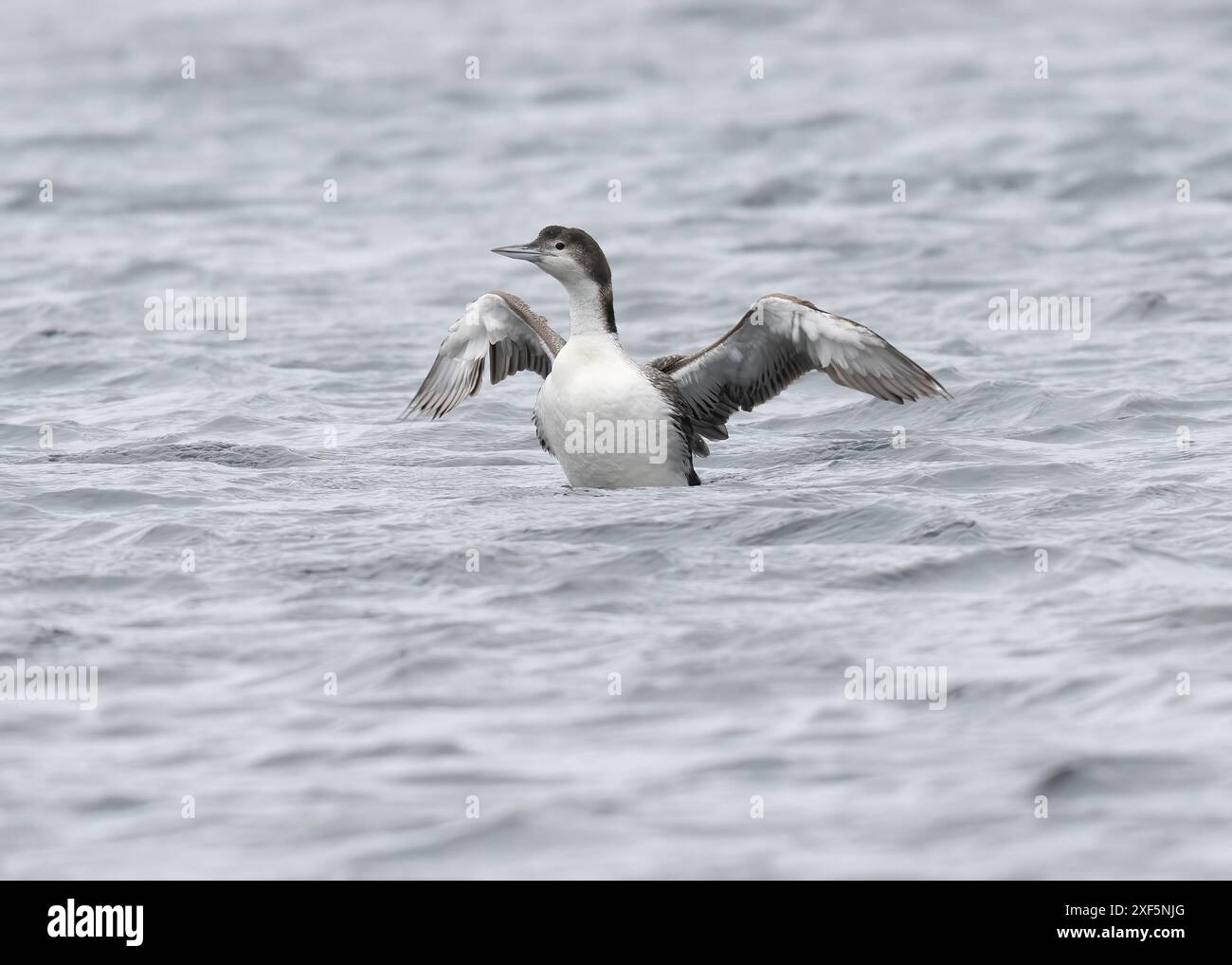 Diver great northern gavia immer hi-res stock photography and images ...