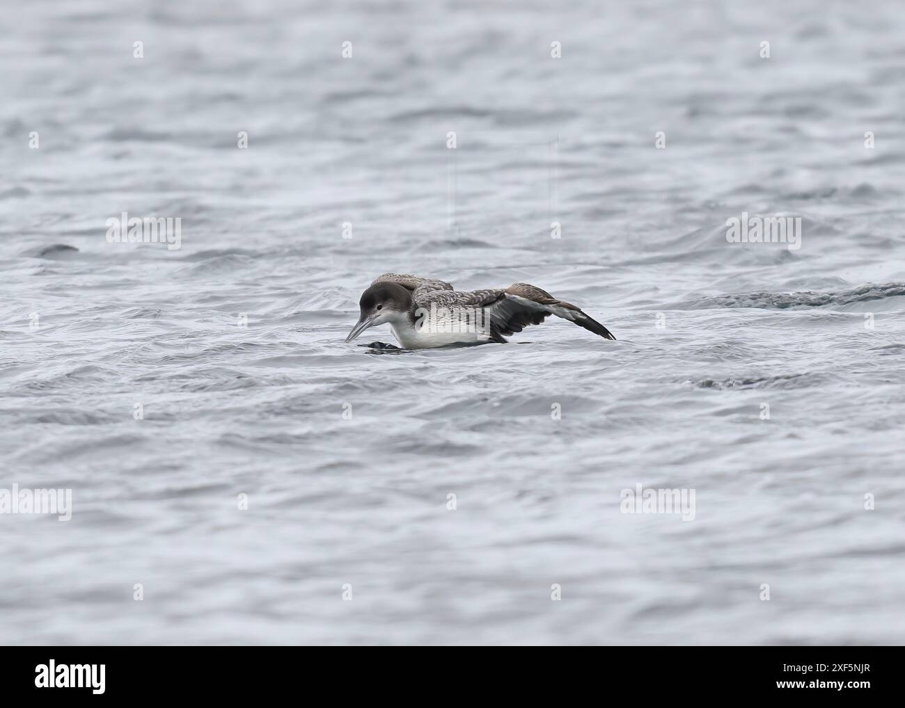 Diver Great Northern (Gavia immer), stretching its wings, Haroldswick ...