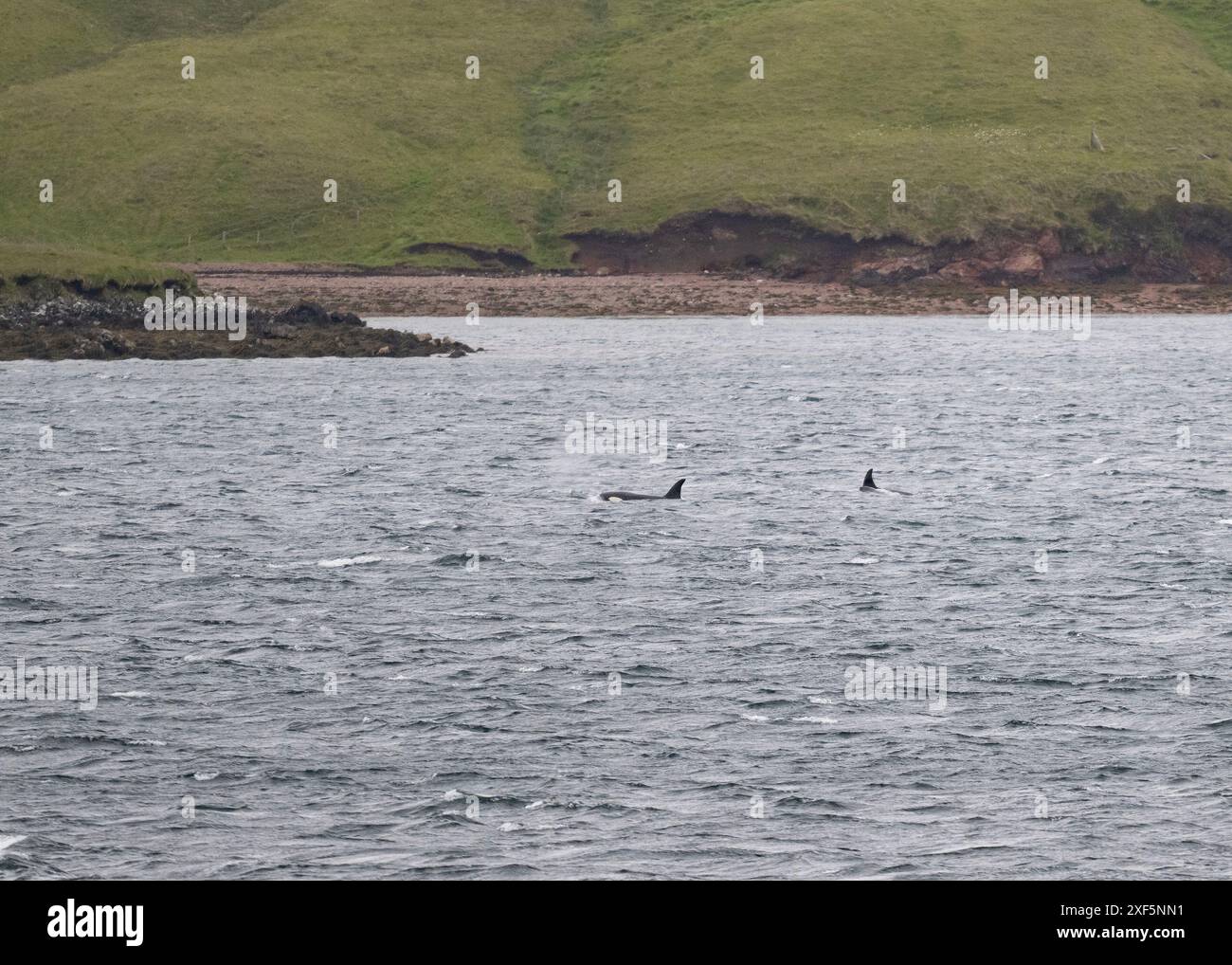 Orca (Orcinus orca), heading along Sullom Voe, Brae, Shetland Stock ...