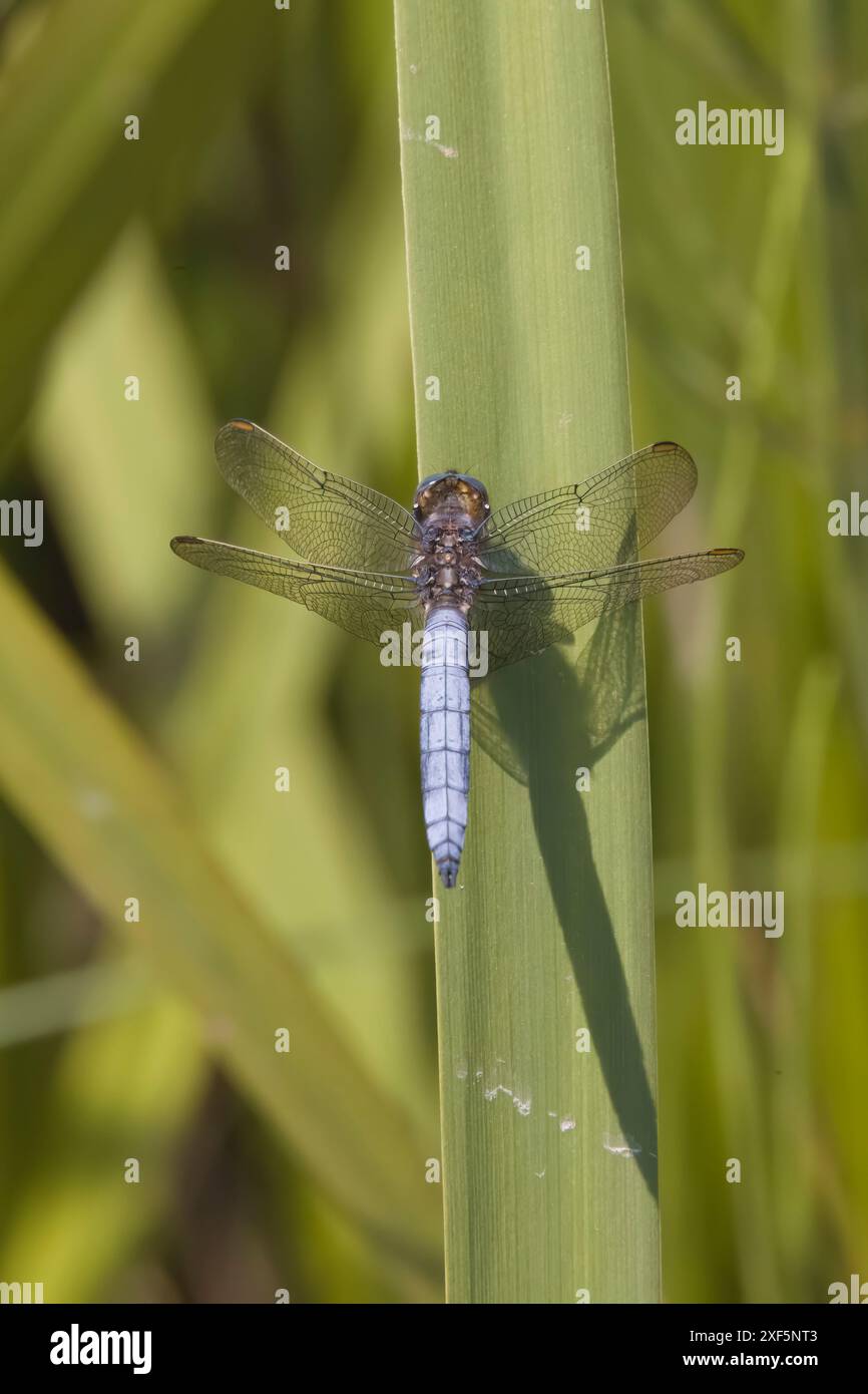 Male keeled skimmer orthetrum coerulescens hi-res stock photography and ...