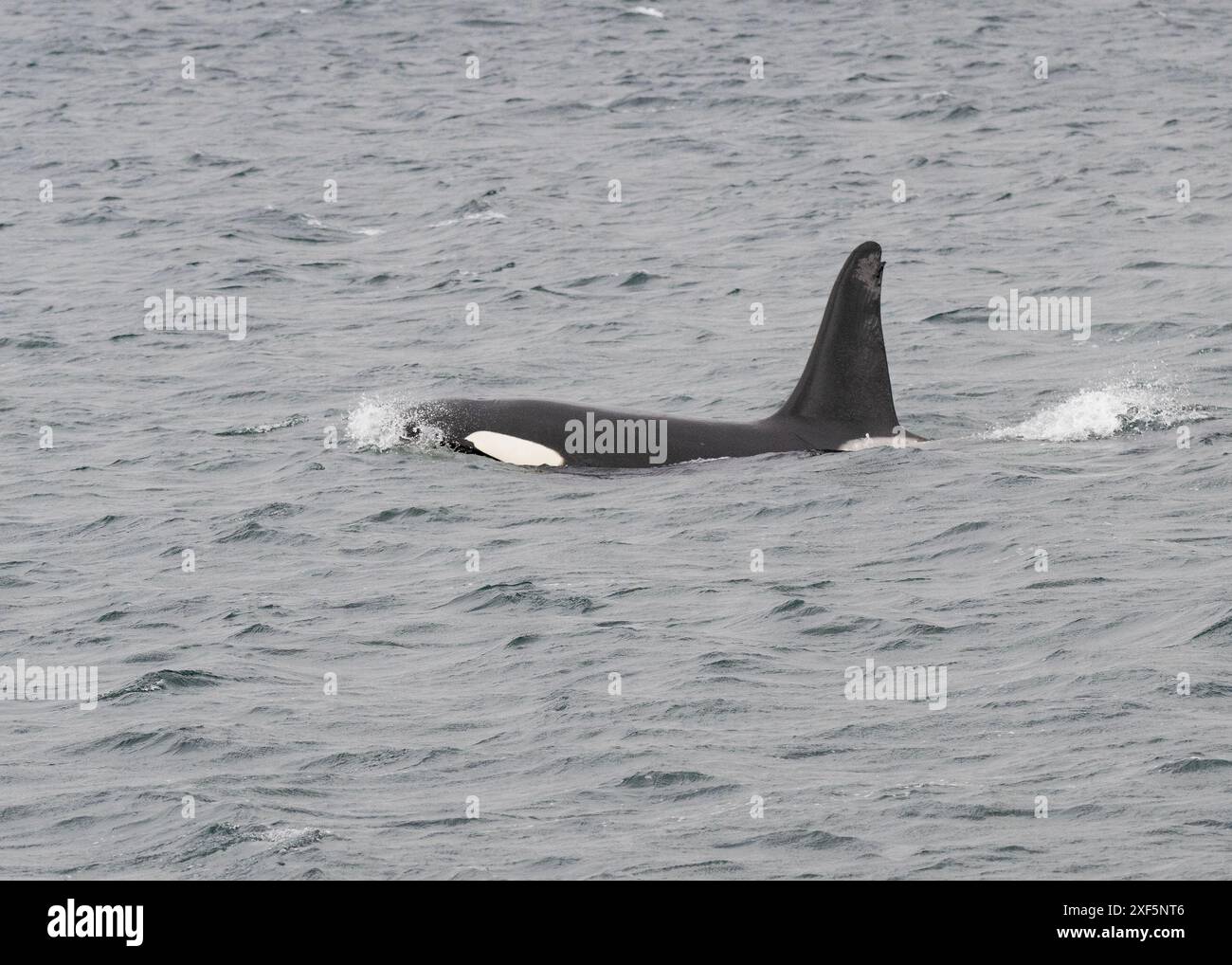 Orca (Orcinus orca), heading along Sullom Voe, Sullom Pier, Shetland ...