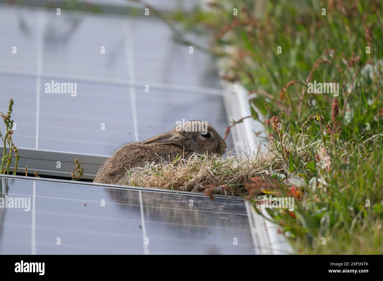 Rabbit (Oryctolagus cuniculus), sitting by some ground mounted solar ...