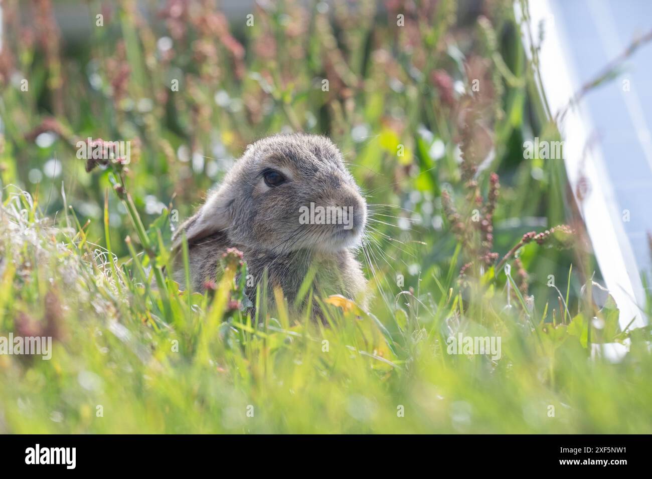 Rabbit (Oryctolagus cuniculus), sitting by some ground mounted solar ...