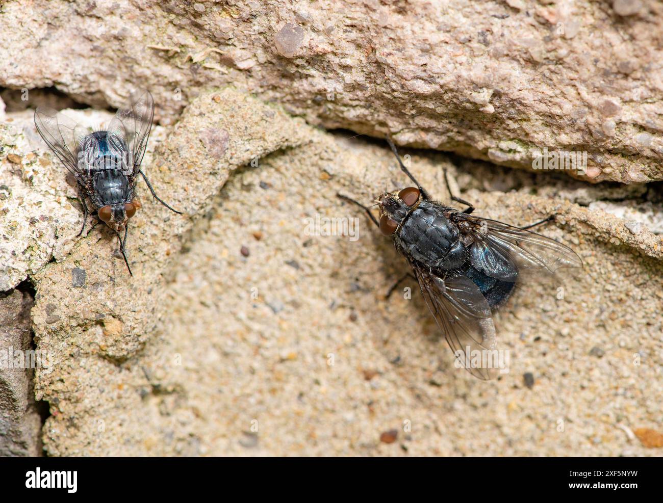 Insect fly blowflies flies hi-res stock photography and images - Alamy