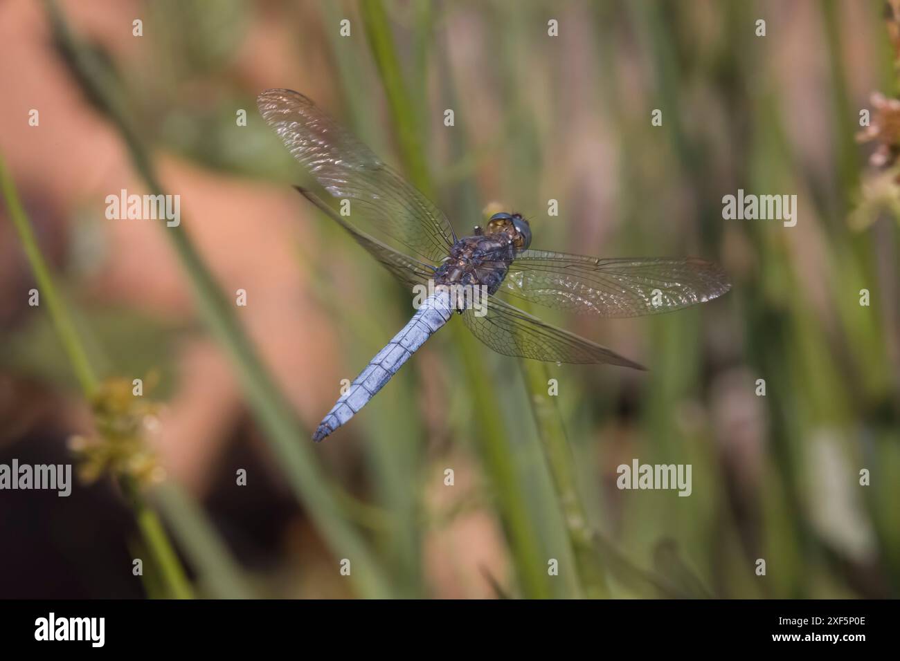 Male Keeled Skimmer in flight in Dorset UK Stock Photo - Alamy