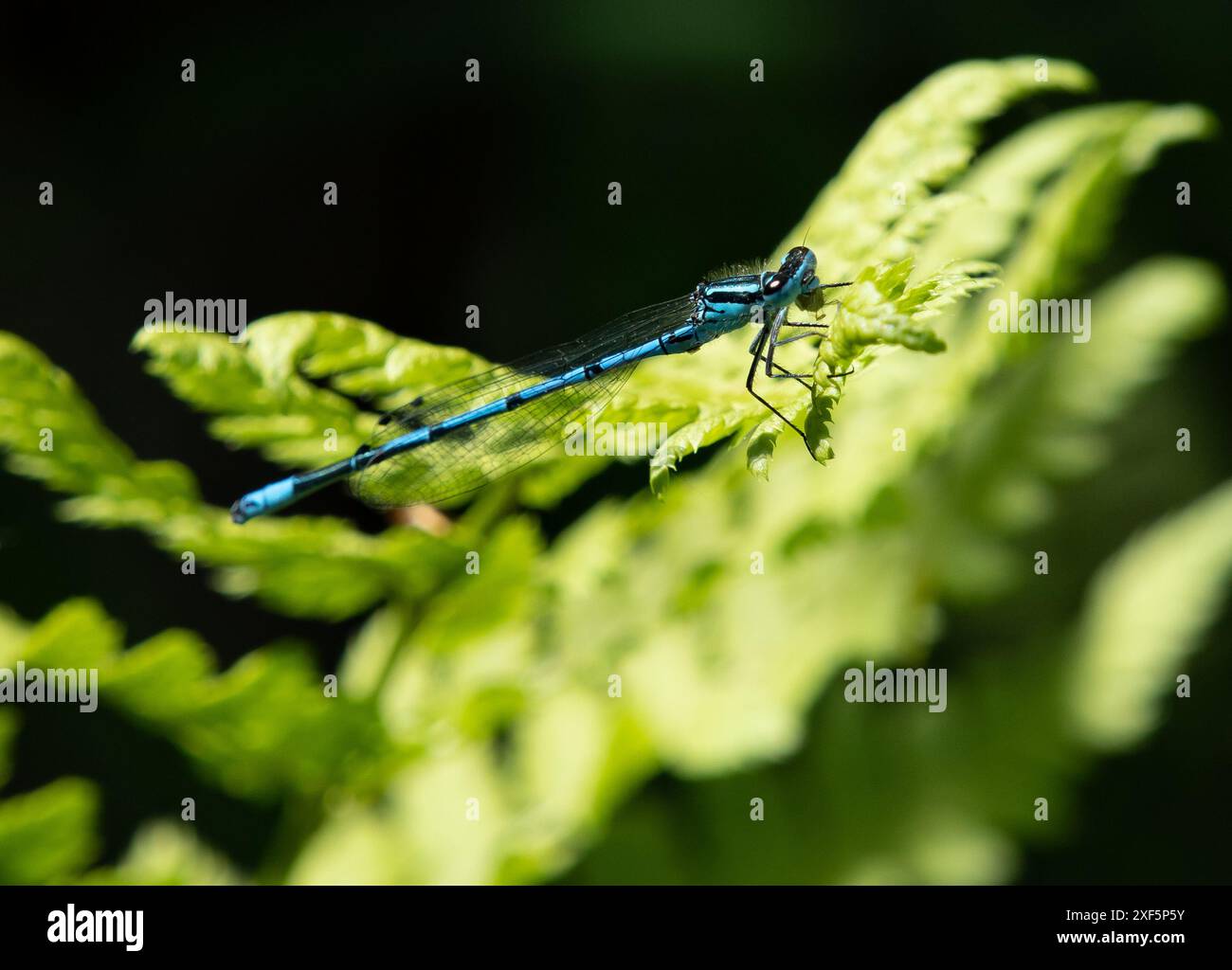 Foulshaw moss nature reserve hi-res stock photography and images - Alamy