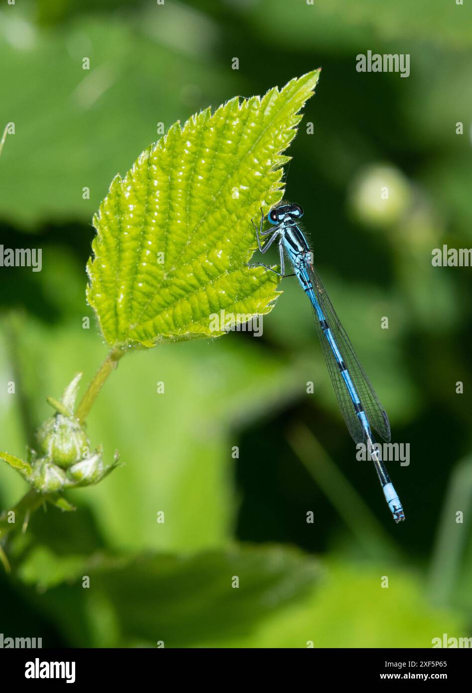 An Azure damselfly, Foulshaw Moss Nature Reserve, Kendal, Cumbria, UK ...
