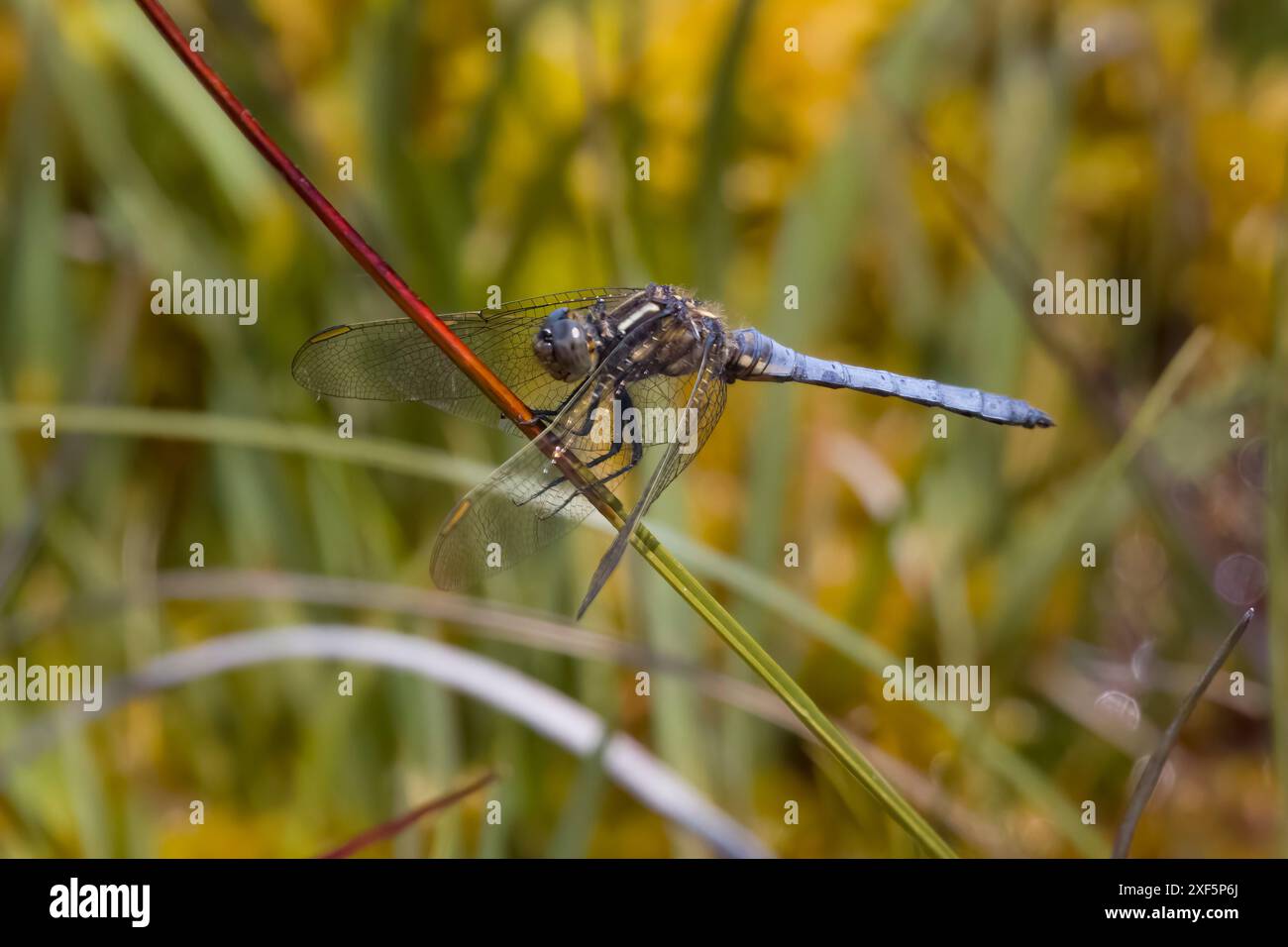 Male keeled skimmer orthetrum coerulescens hi-res stock photography and ...