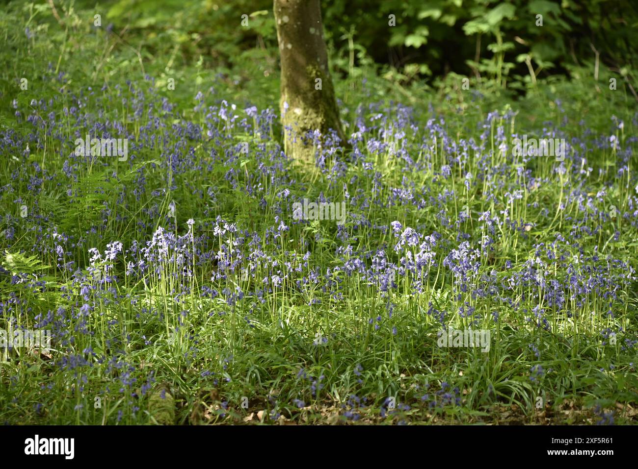 Sunlit English Native Bluebells in Woodland Underneath the Shade of a ...