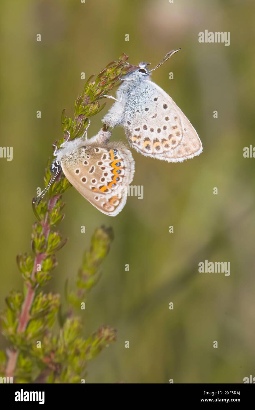 Mating Silver-studded Blue butterfly Dorset UK Stock Photo - Alamy