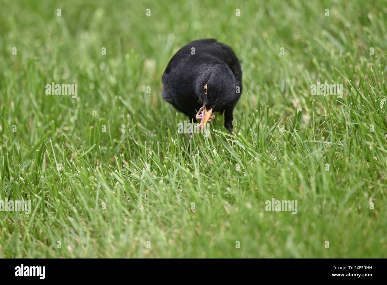 Pulling up worms hi-res stock photography and images - Alamy